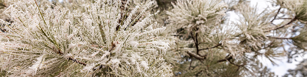 Partner with the UW IDL – Integrated Design Lab